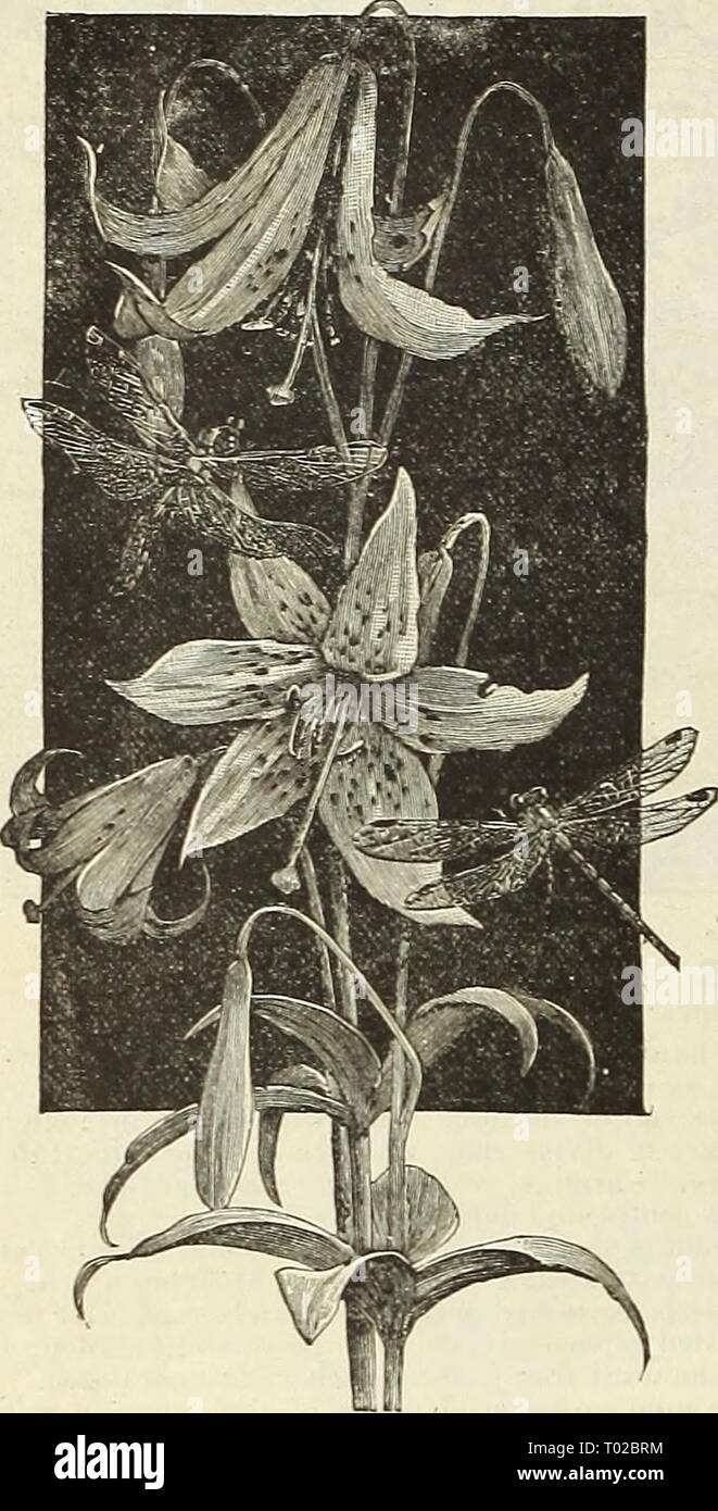 Dreer's garden calendar for 1888 Stock Photo - Alamy