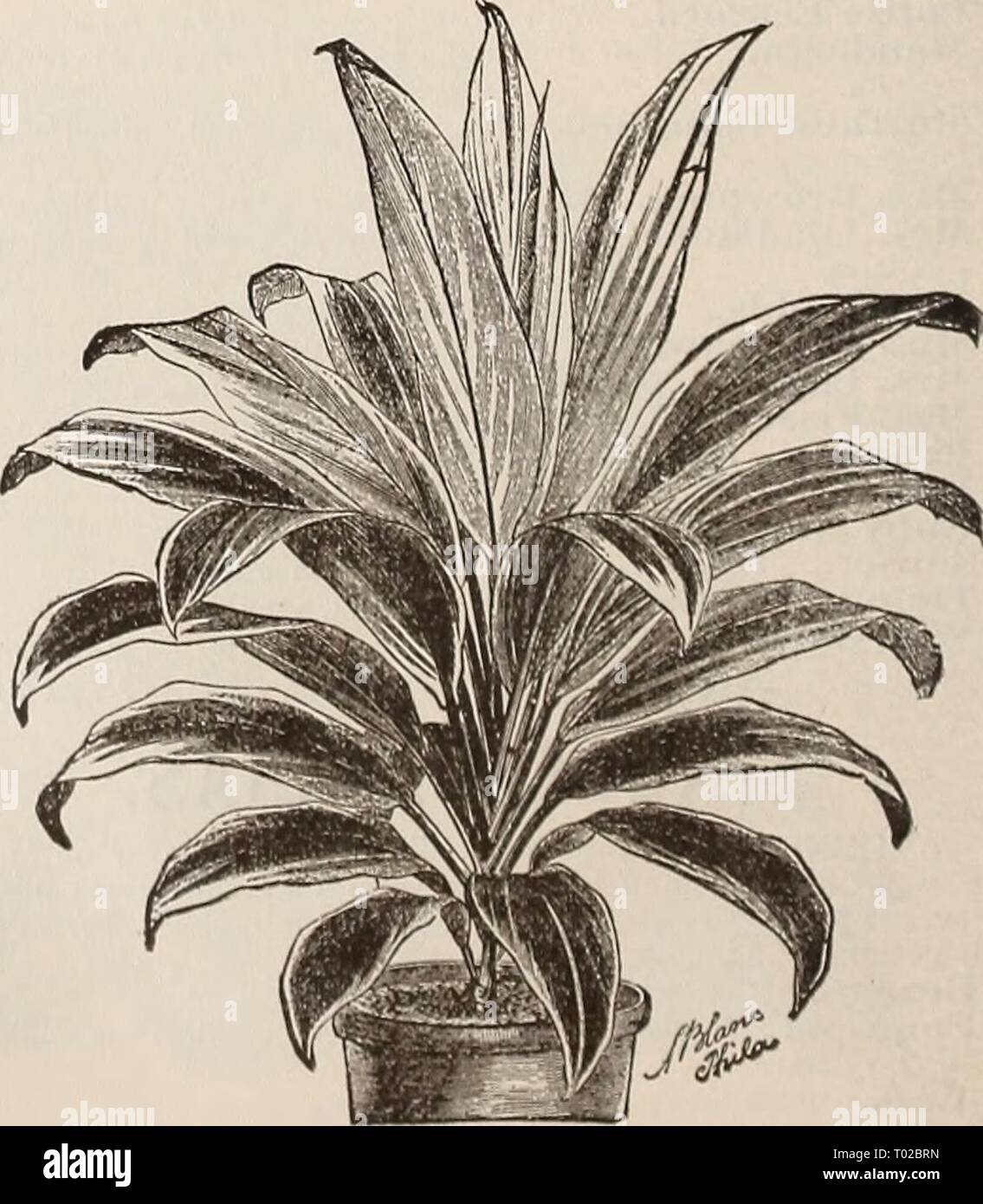 Dreer's garden calendar for 1892 Stock Photo - Alamy