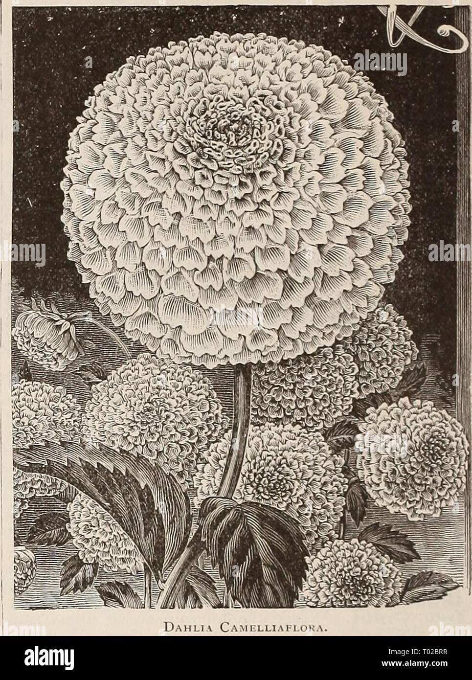 Dreer's garden calendar for 1892 Stock Photo - Alamy