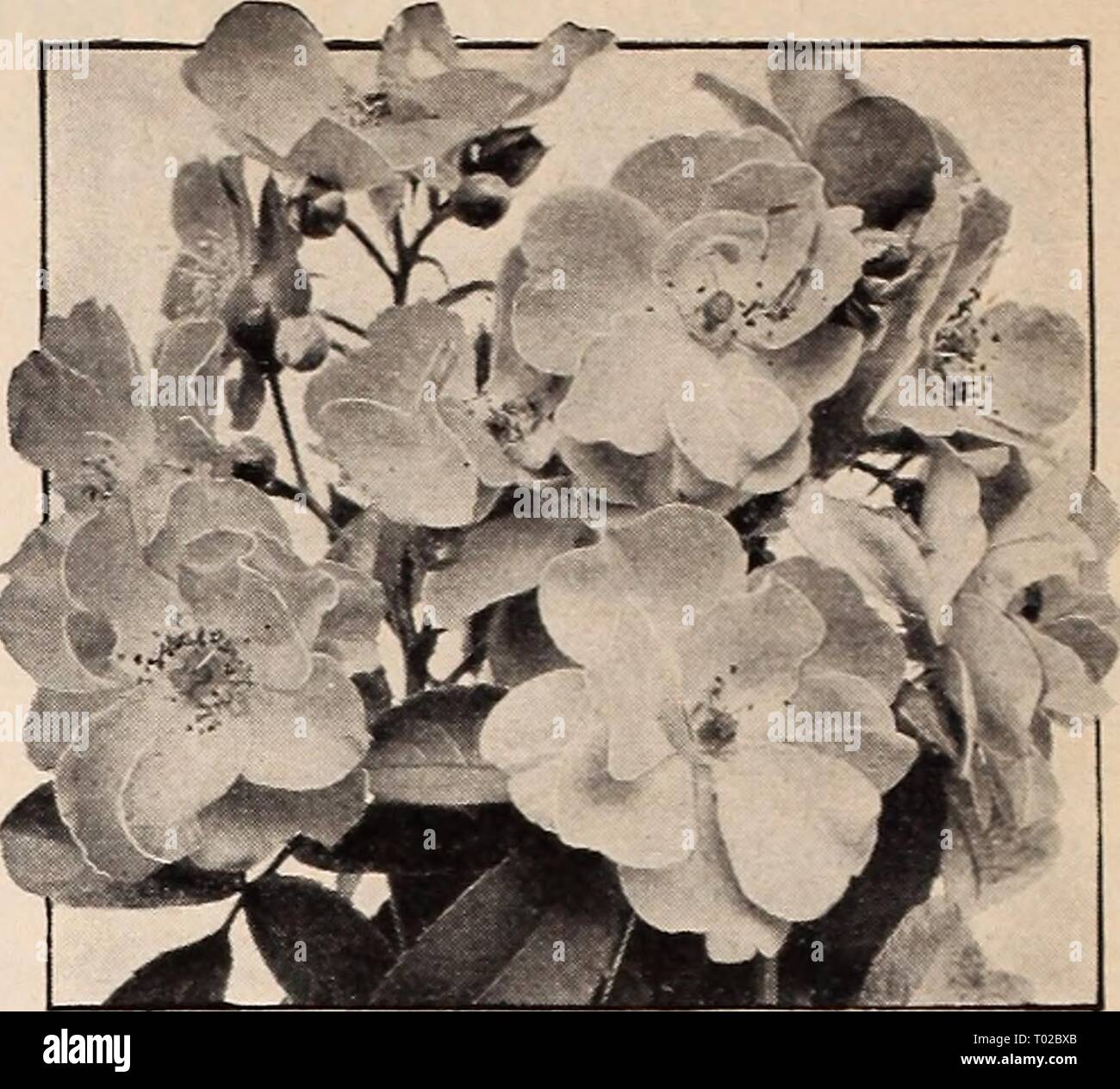 Dreer's garden book for 1941 . dreersgardenbook1941henr Year: 1941 The ...