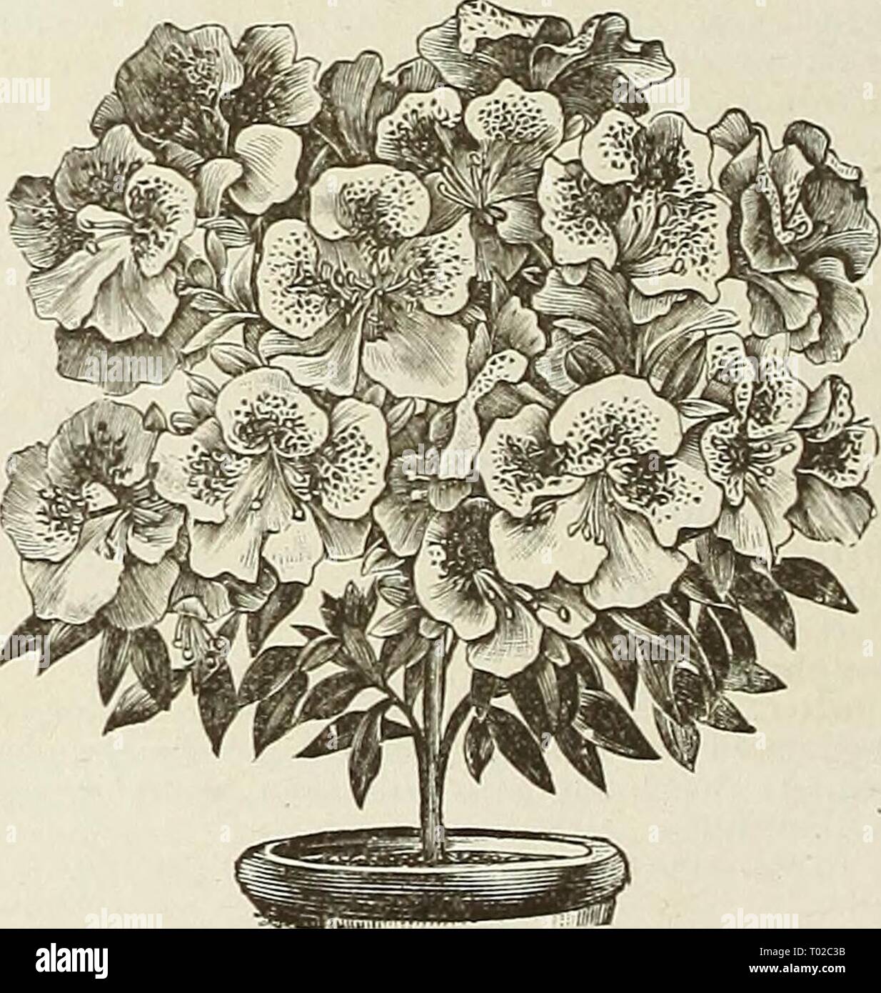 Dreer's garden calendar (1890 Stock Photo - Alamy
