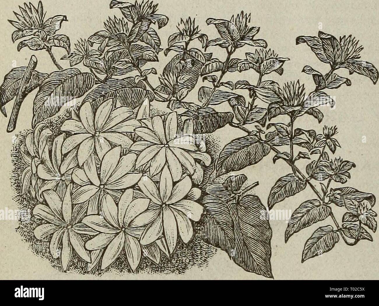 Dreer's garden calendar 1883 Stock Photo - Alamy