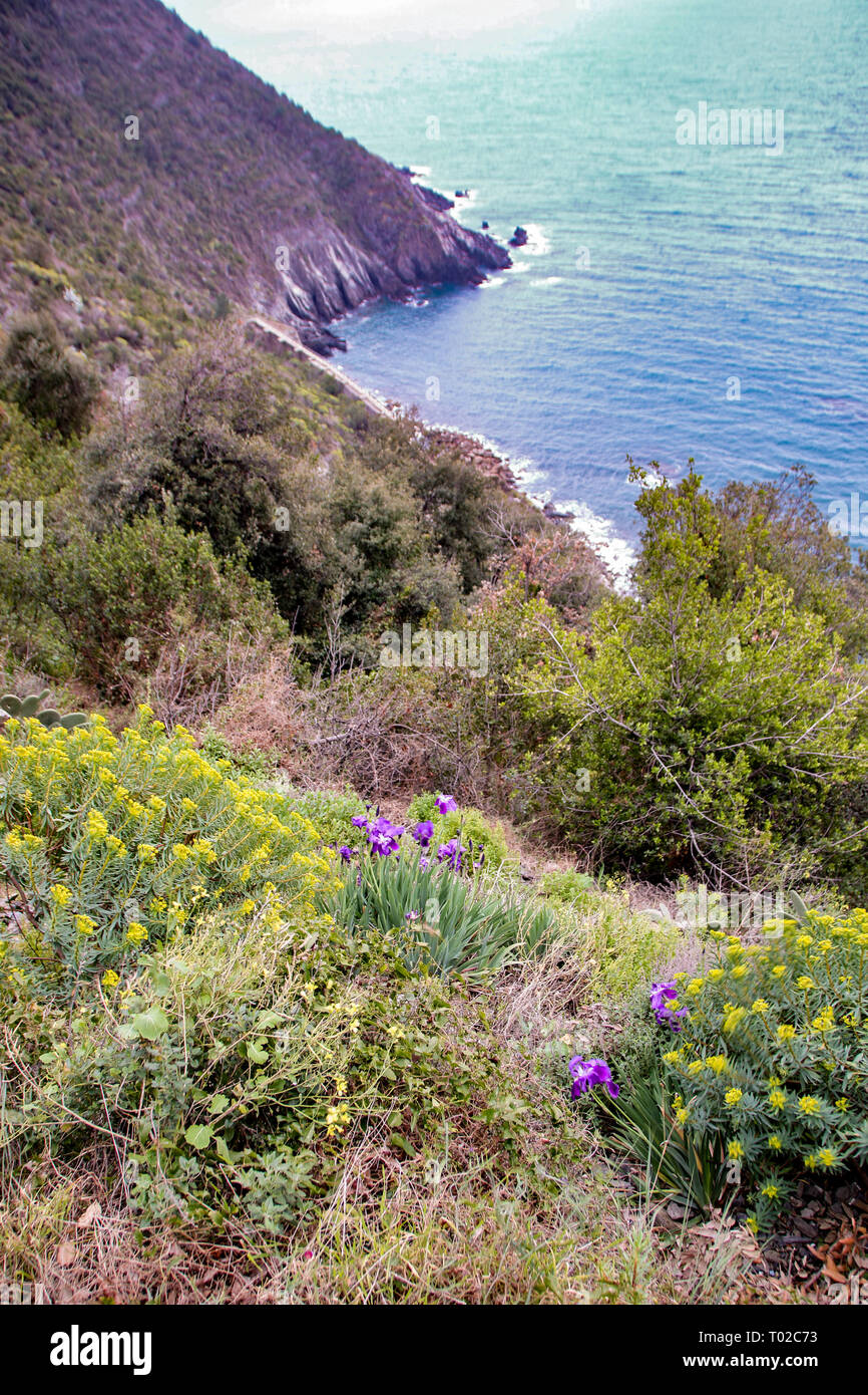 landscape of cinque terre, five lands, in Liguria Stock Photo - Alamy