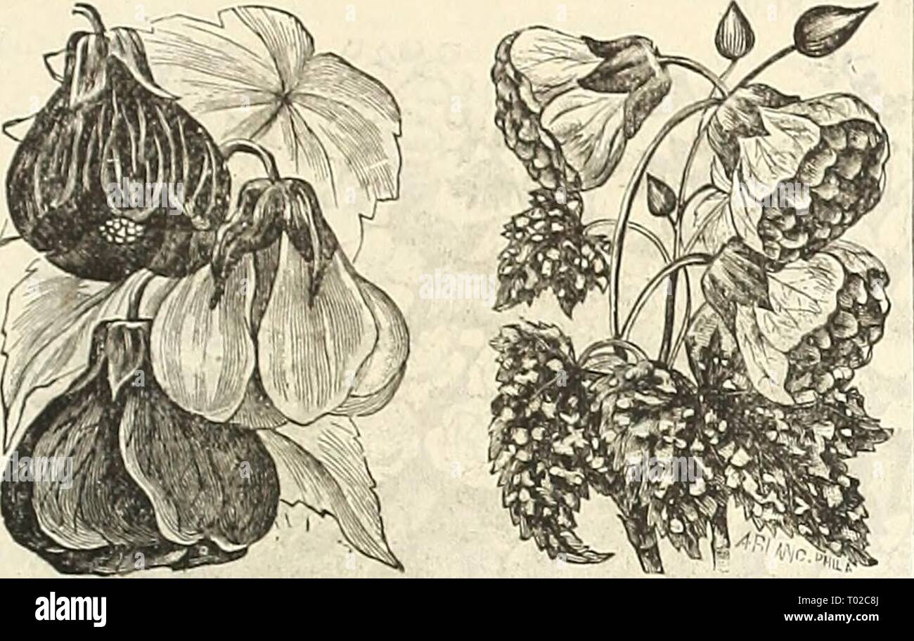 Dreer's garden calendar for 1888 Stock Photo - Alamy
