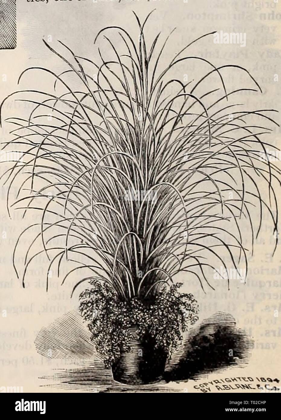 Regulus dwarf hi-res stock photography and images - Alamy