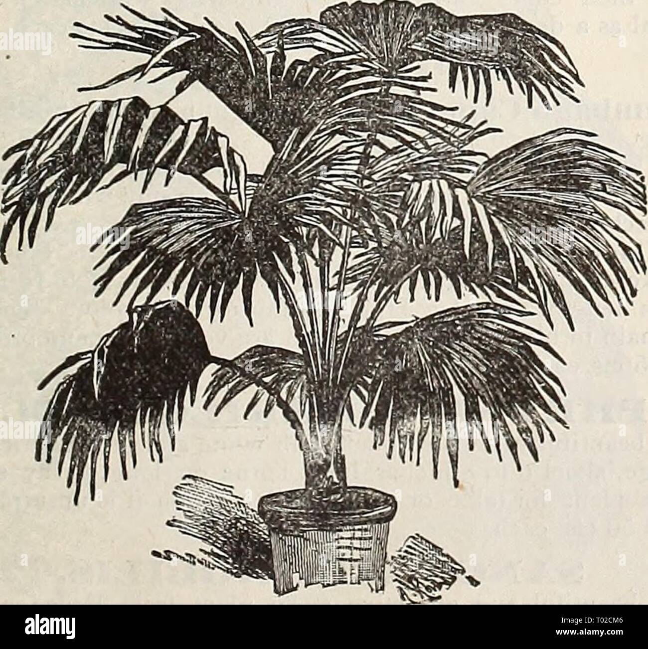 Calendar of the year 1896 hi-res stock photography and images - Alamy