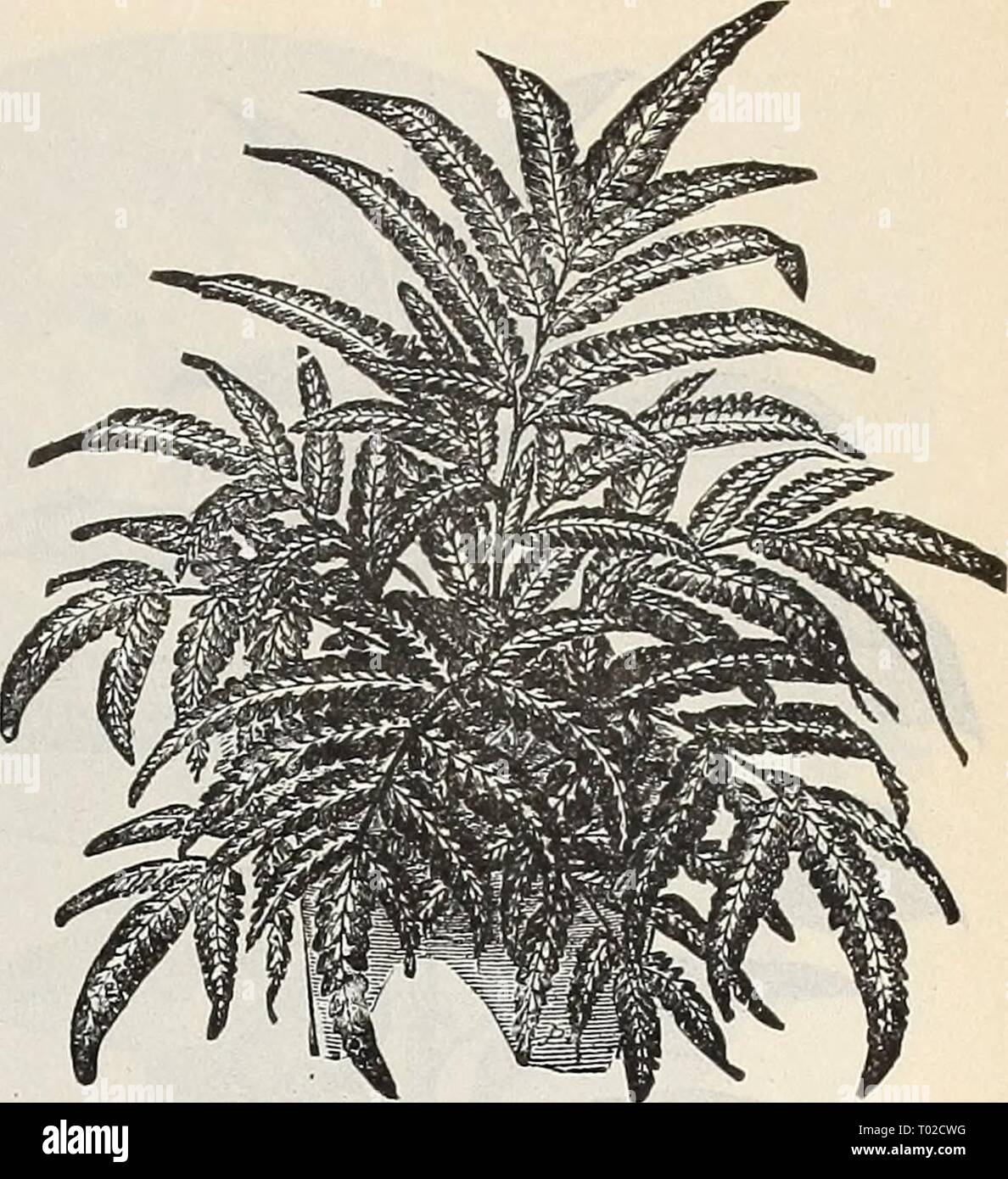 Dreer's garden calendar : 1899 . dreersgardencale1899henr Year: 1899 ...