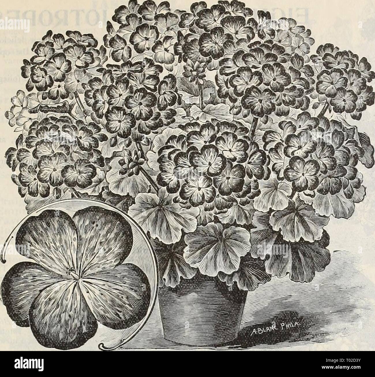 Dwarf geranium hi-res stock photography and images - Alamy