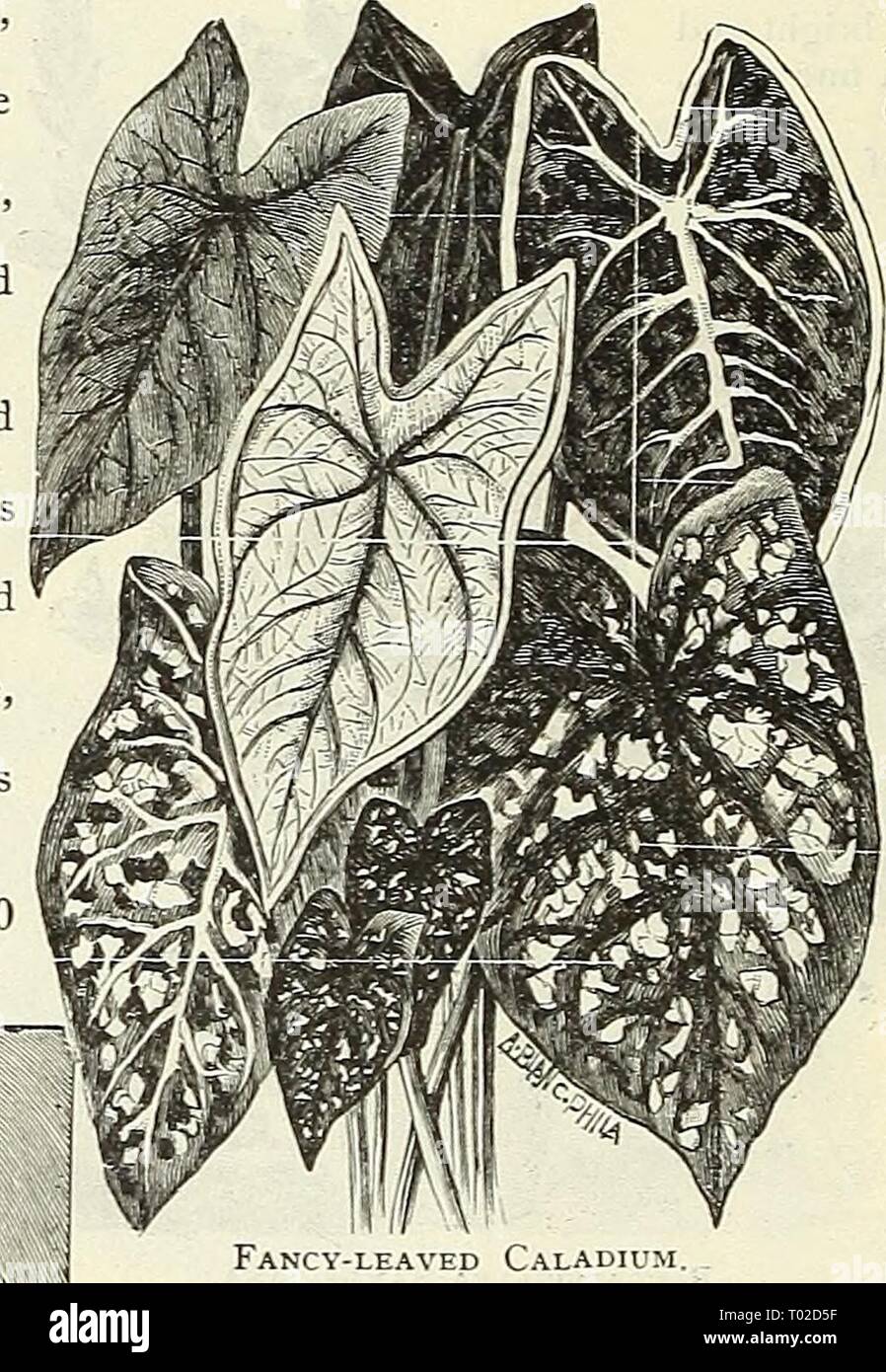 Caladium varieties hi-res stock photography and images - Alamy