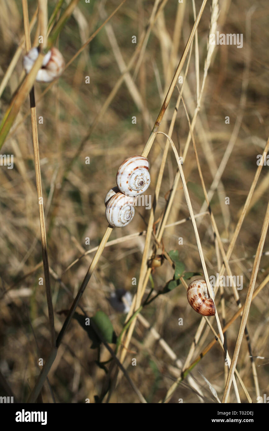 Small snails attached to dry stalks against the background of dry grass ...