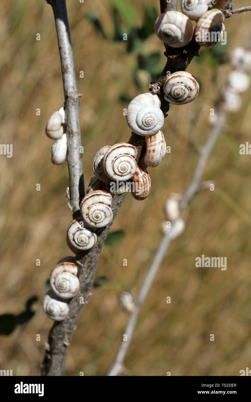 Clam garden hi-res stock photography and images - Alamy