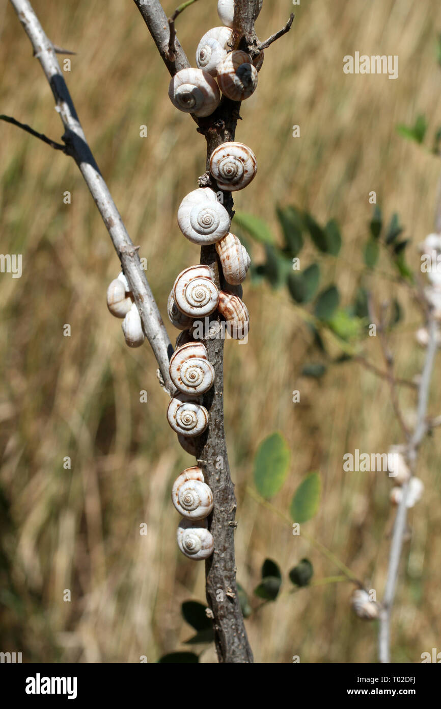 Small snails attached to dry stalks against the background of dry grass ...