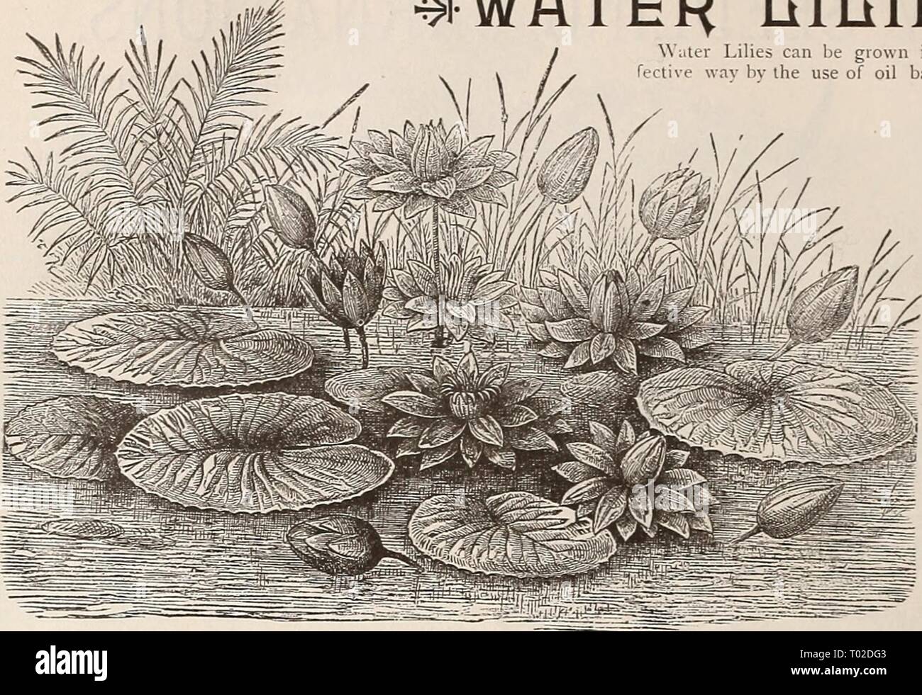 Dreer's garden calendar for 1892 Stock Photo - Alamy