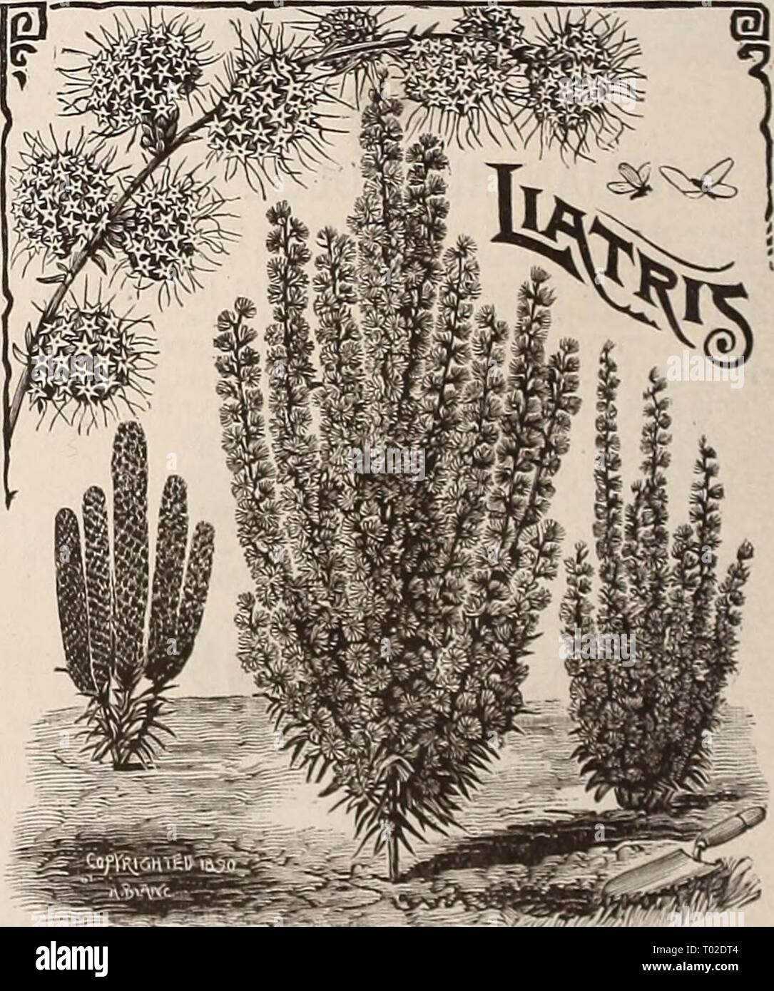 Dreer's garden calendar for 1892 Stock Photo - Alamy