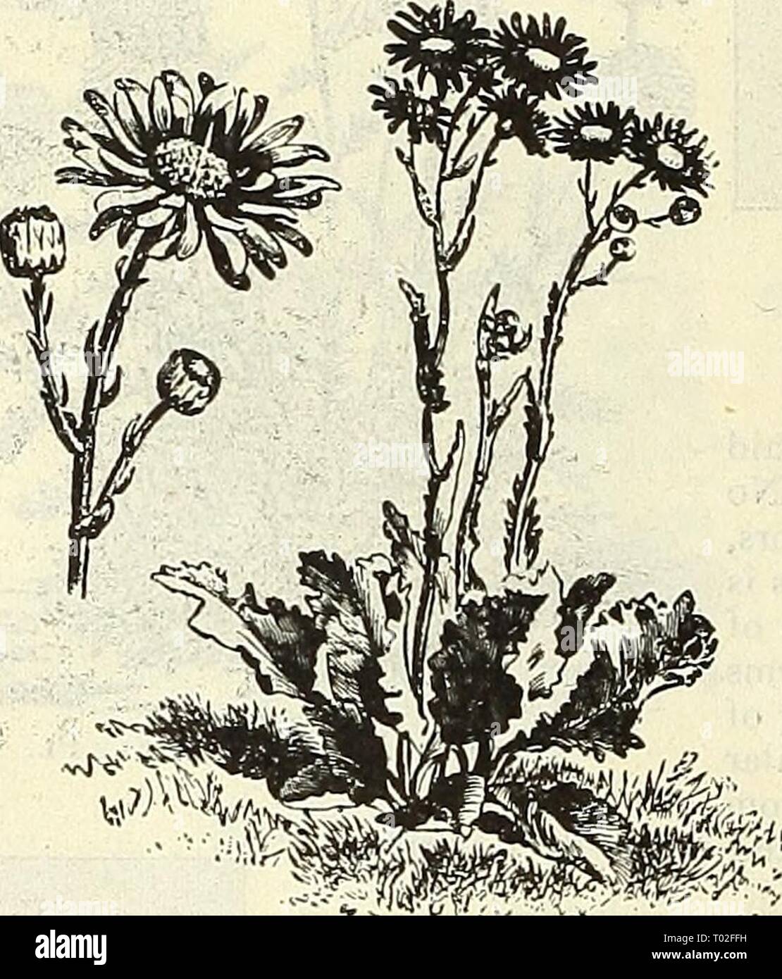 Senecio pulcher hi-res stock photography and images - Alamy