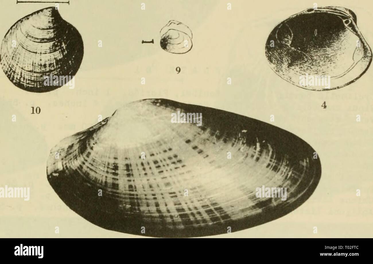 East coast marine shells Stock Photo - Alamy