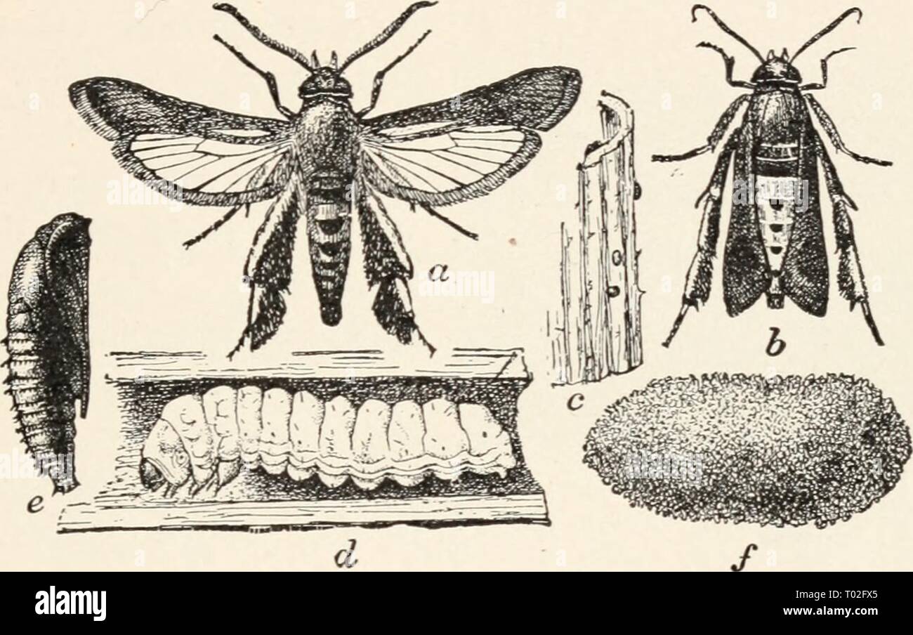 Peach borer hi-res stock photography and images - Alamy