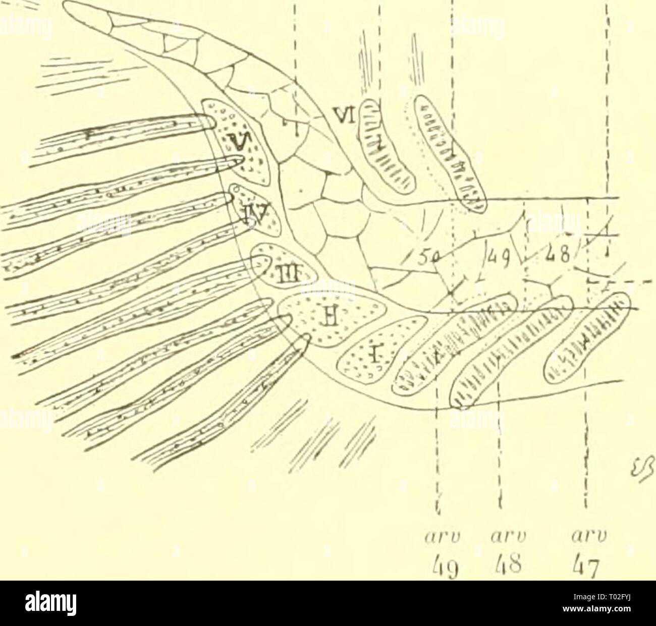 DÃveloppement de la sole (Solea vulgaris) : introduction Ã l'Ãtude de ...