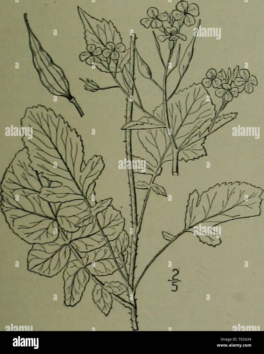 Raphanus sativus illustration hi-res stock photography and images - Alamy