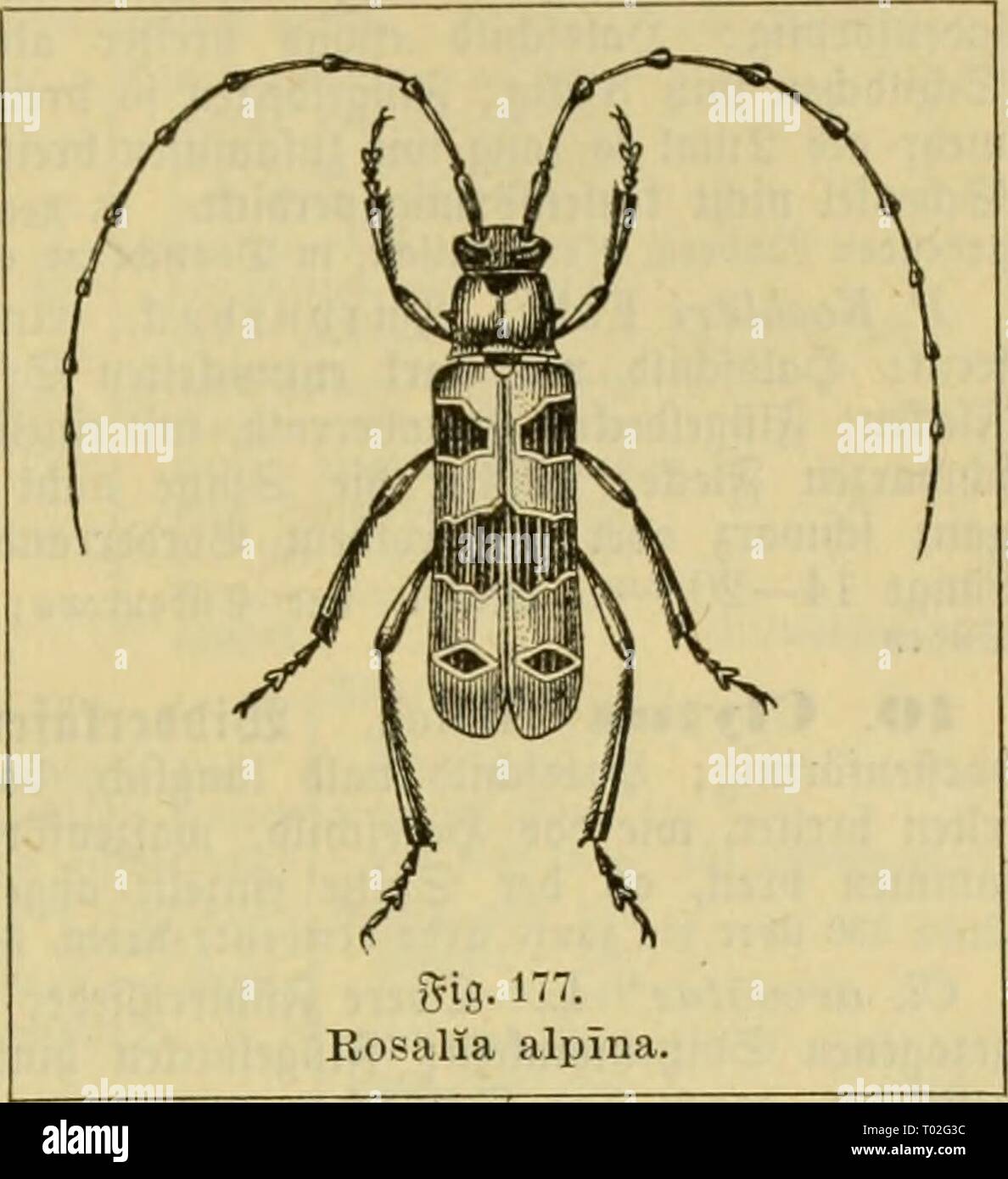 Dr Johannes Leunis Synopsis der Stock Photo - Alamy