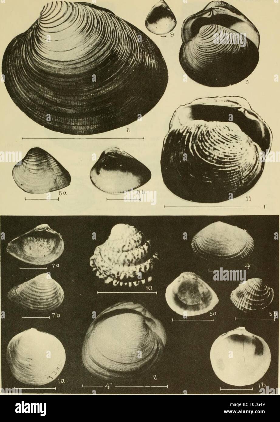 East coast marine shells Stock Photo - Alamy