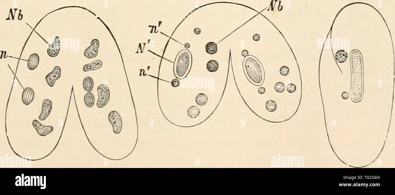Stylonychia hi-res stock photography and images - Alamy