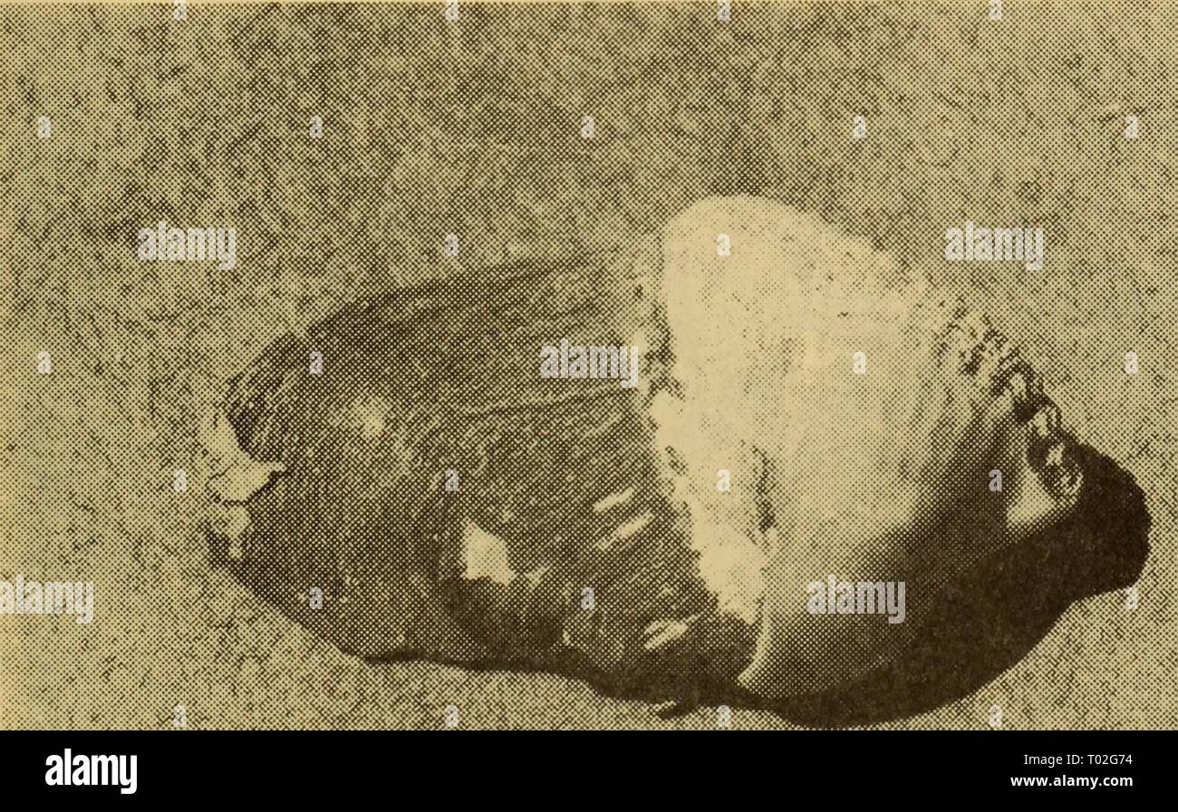 The ecology and distribution of Stock Photo - Alamy
