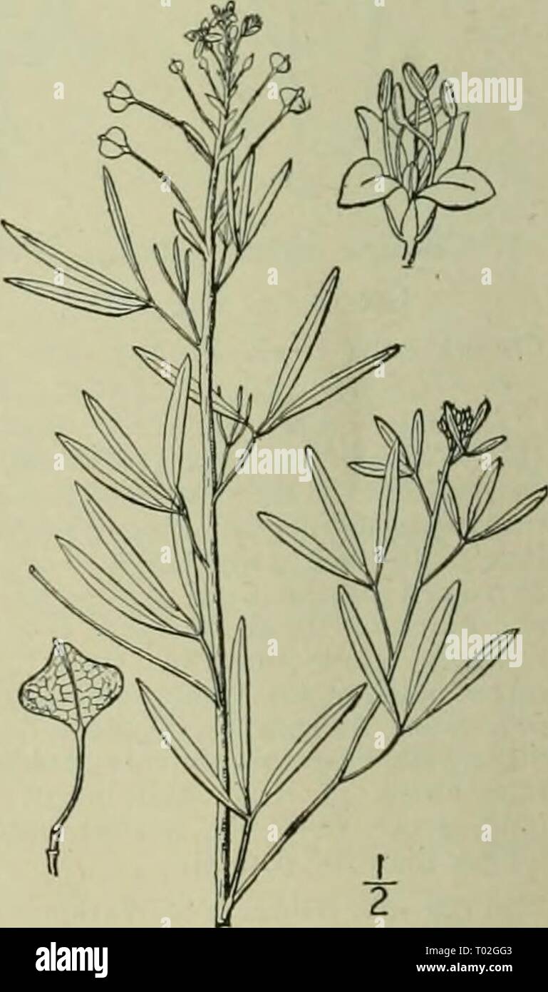 An illustrated flora of the northern United States, Canada and the ...
