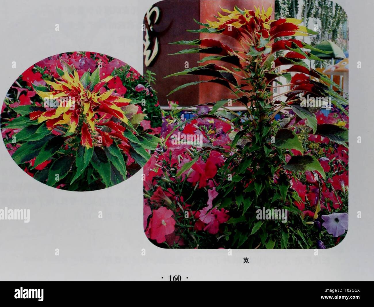 e er duo si zhi Stock Photo - Alamy