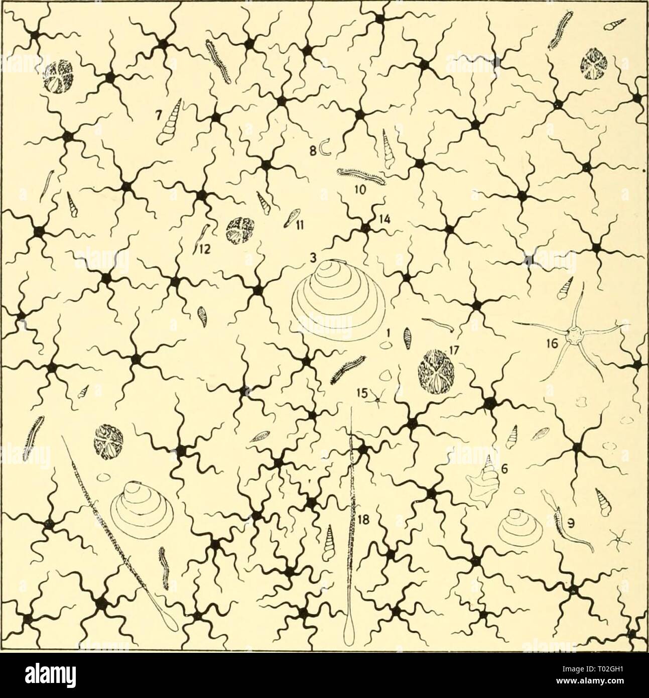 Ecological animal geography; an authorized Stock Photo - Alamy