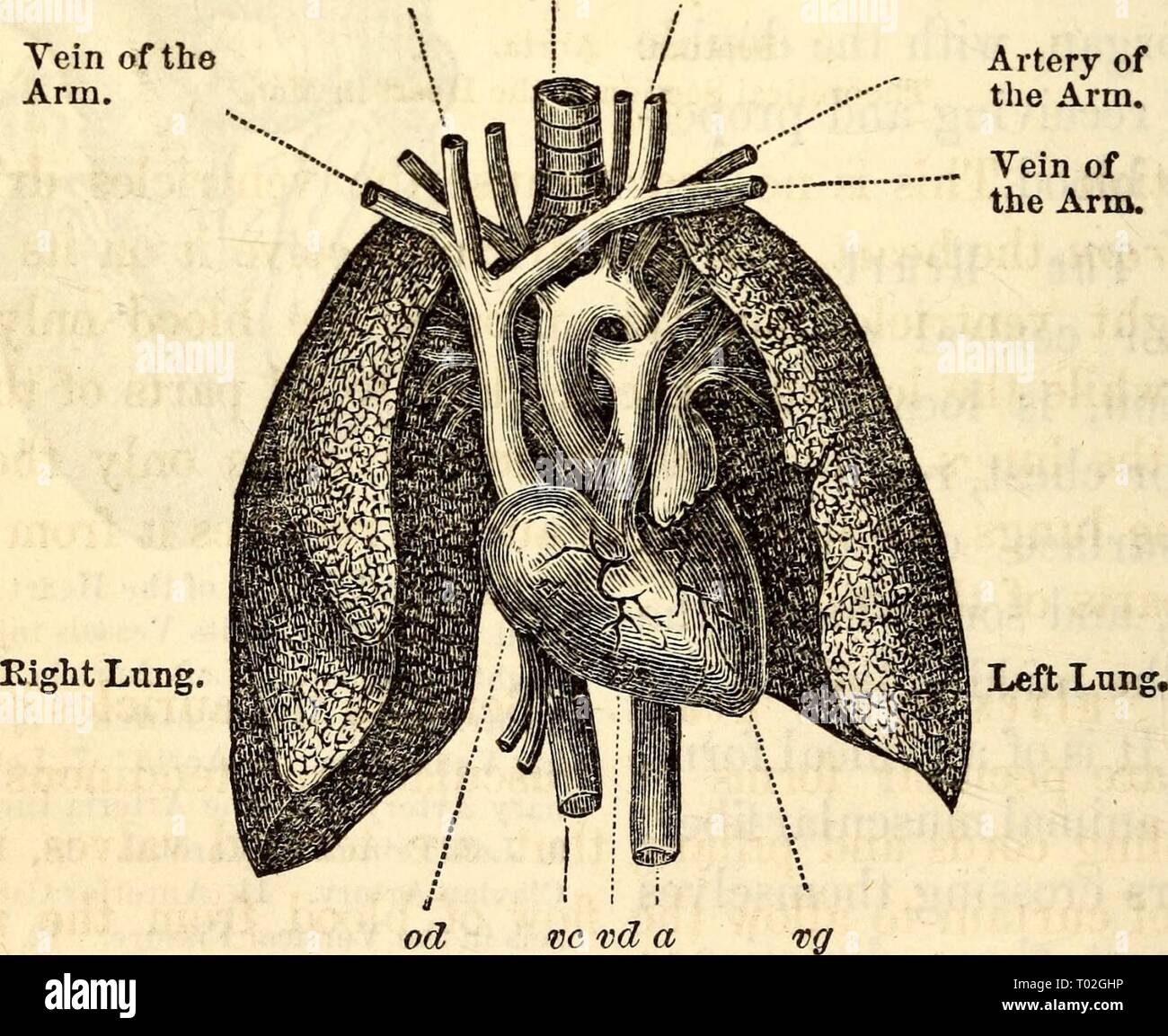 Heart organ historical hi-res stock photography and images - Alamy