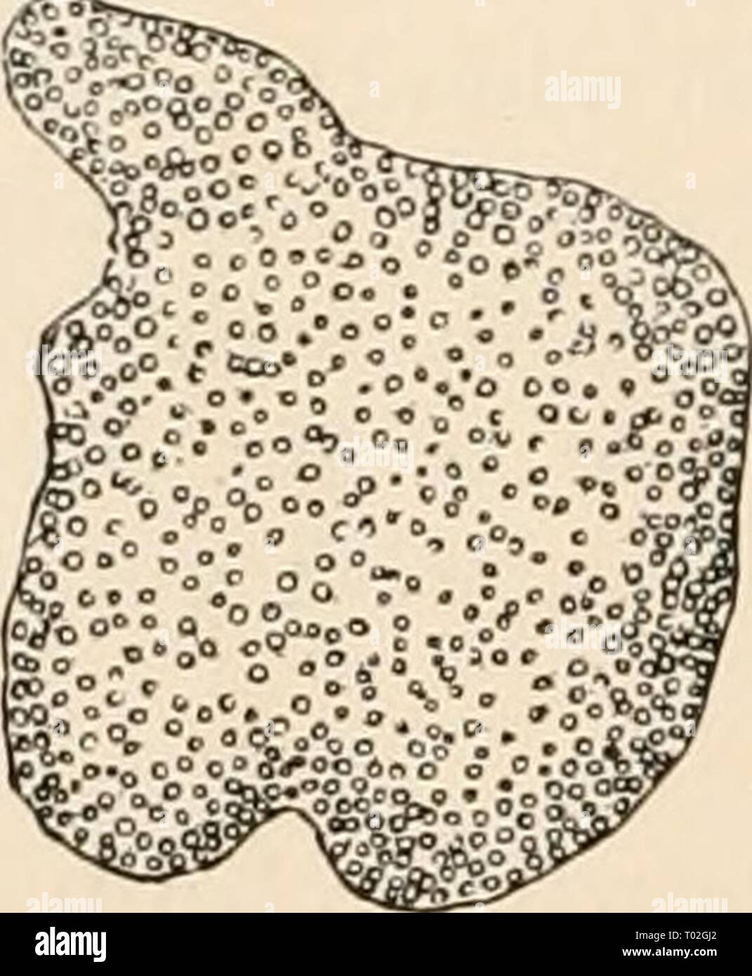 Putrefying High Resolution Stock Photography and Images - Alamy