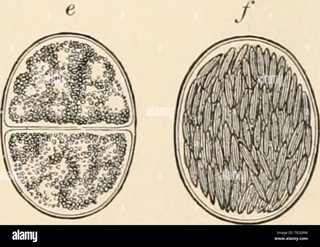 Elementary text-book of zoology . elementarytextbo0101clau Year: 1884 ...
