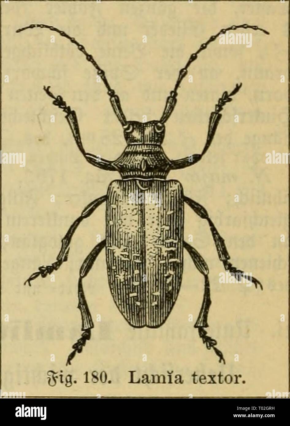 Dr Johannes Leunis Synopsis der Stock Photo - Alamy