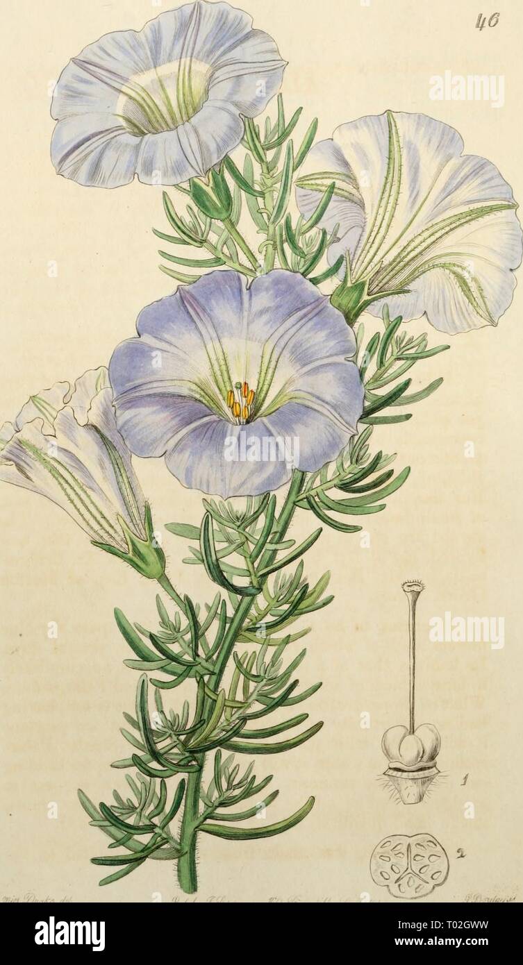 Edwards' botanical register, or, Ornamental flower-garden and shrubbery ...