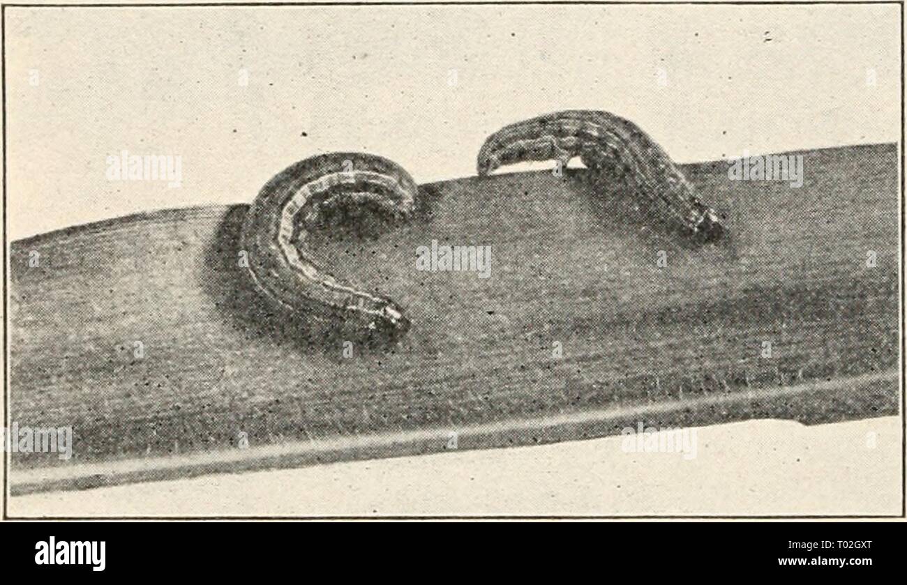 Elementary entomology . elementaryentomo00sand Year: [c1912] FIG. 314 ...