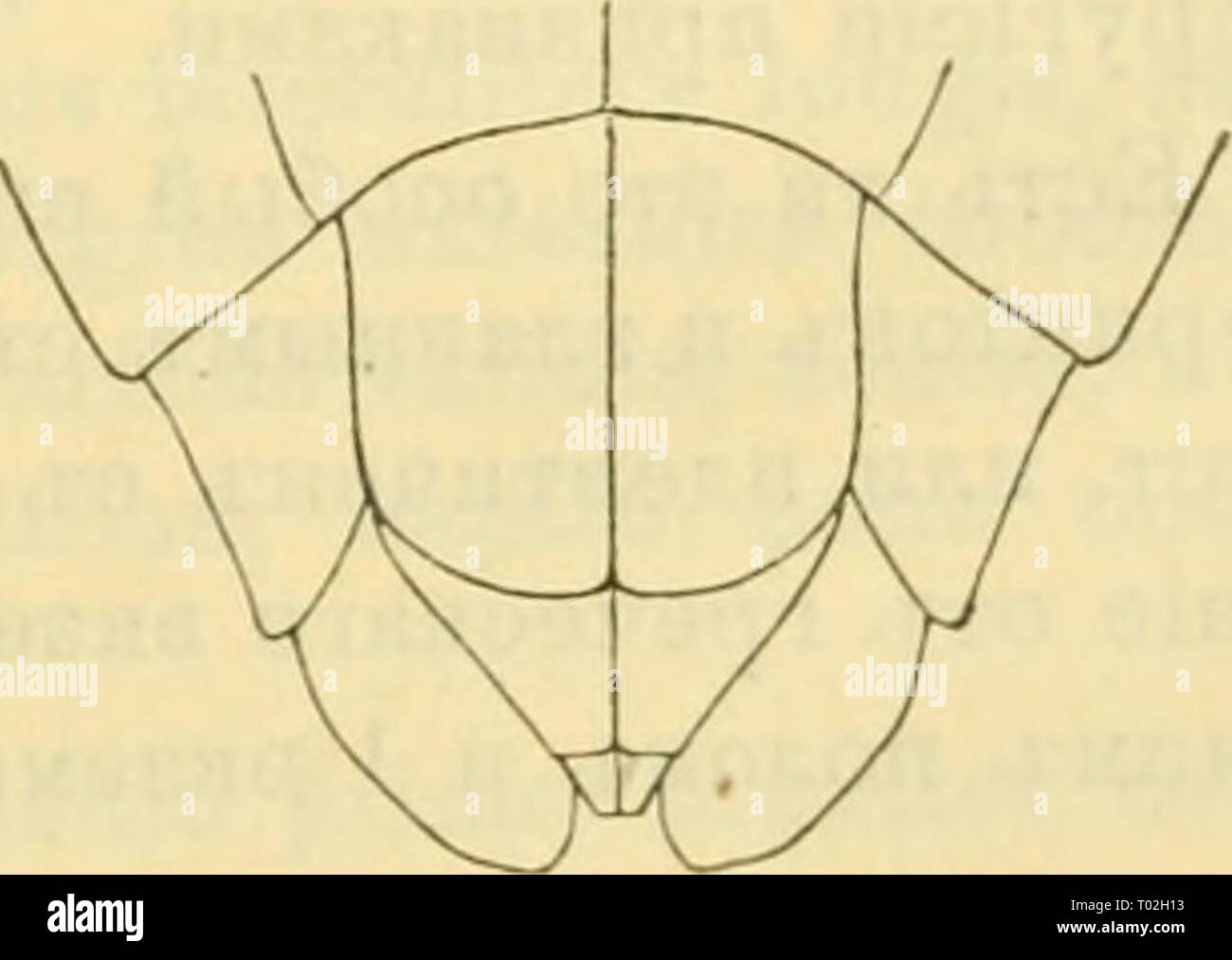 Dysodiidae hi-res stock photography and images - Alamy