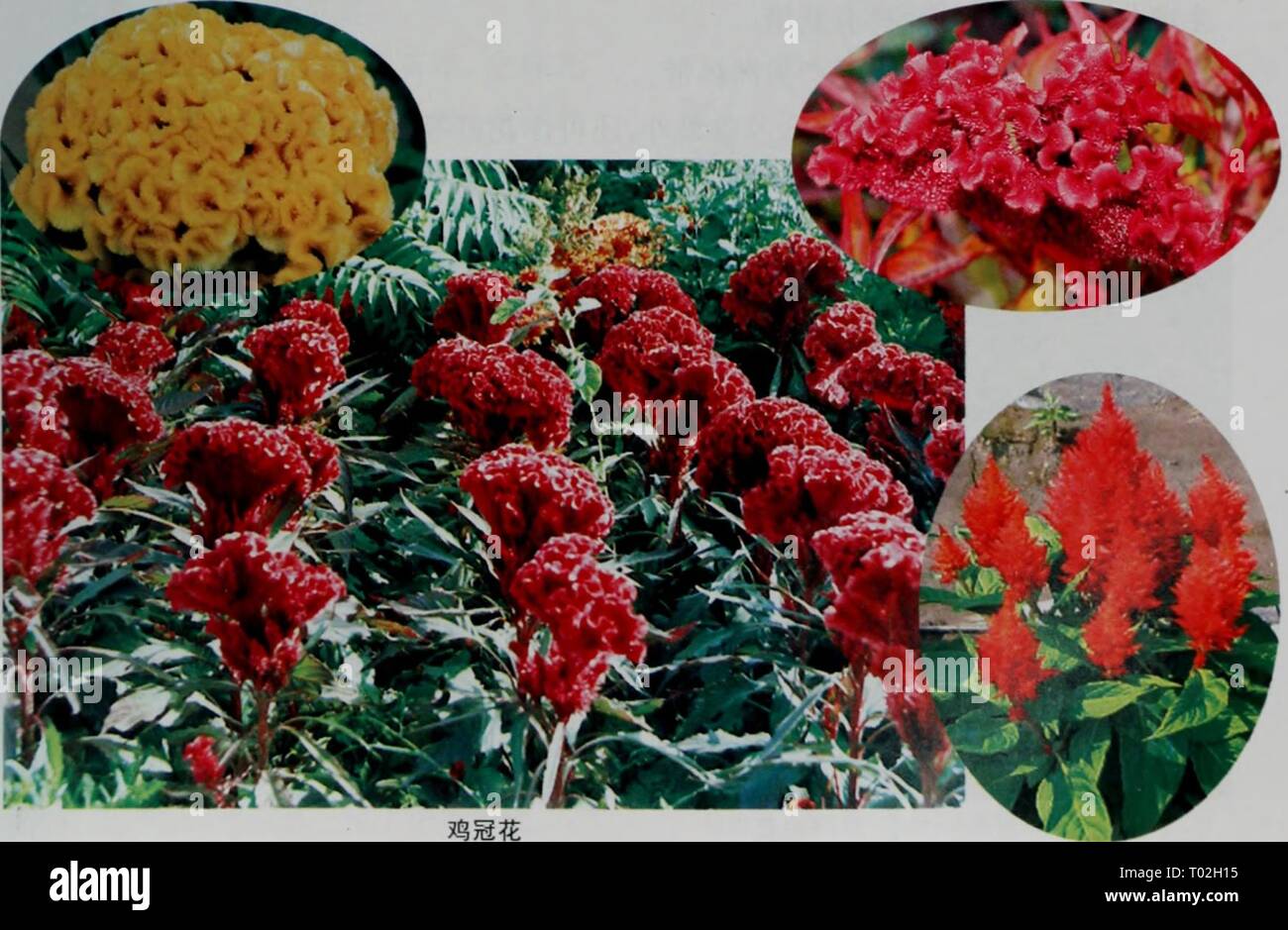 e er duo si zhi Stock Photo - Alamy