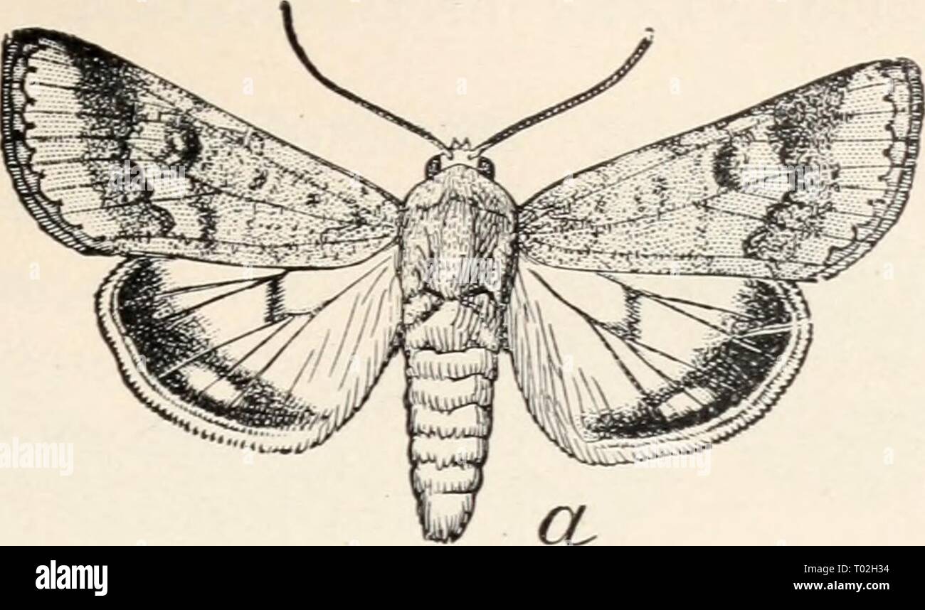 Elementary entomology . elementaryentomo00sand Year: [c1912] Stock ...