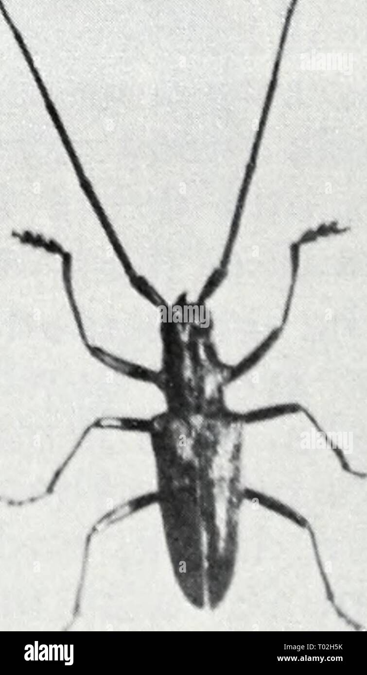 Eastern forest insects (1972 Stock Photo - Alamy