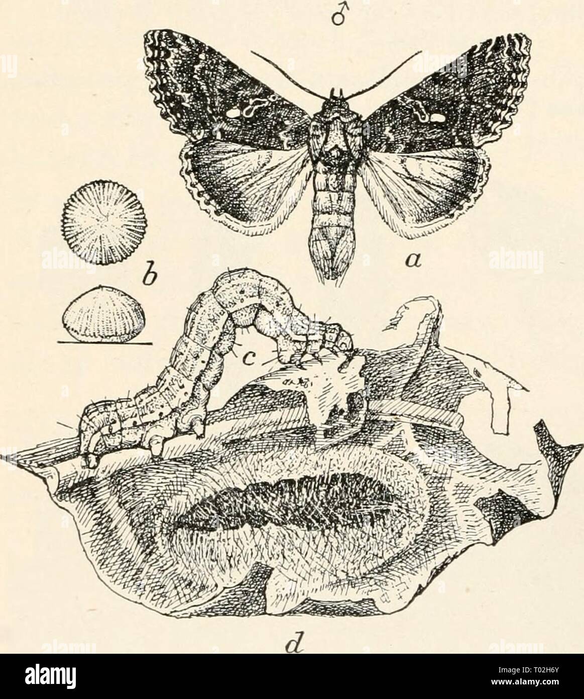 Elementary entomology . elementaryentomo00sand Year: [c1912] species of ...