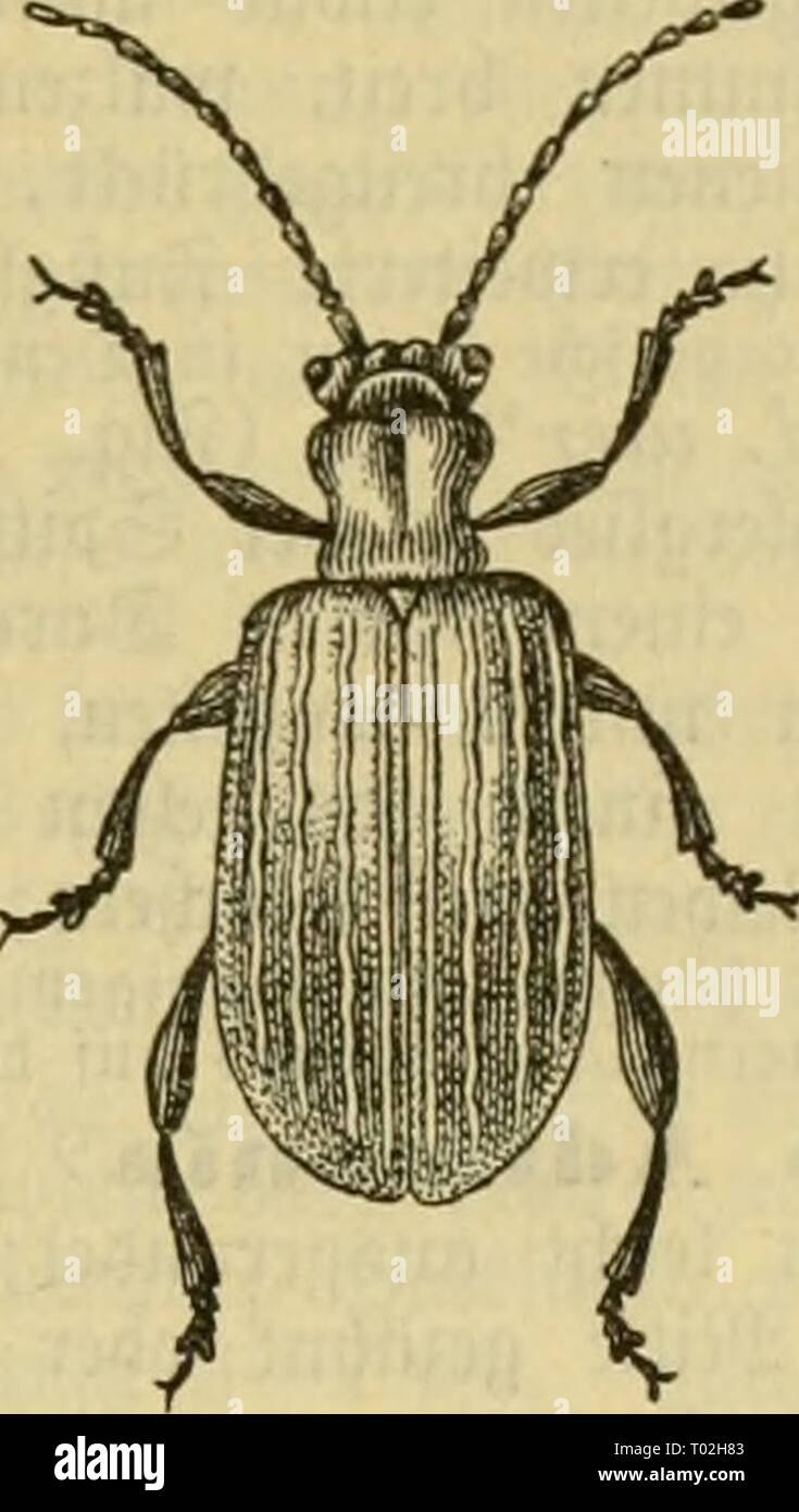 Dr Johannes Leunis Synopsis der Stock Photo - Alamy