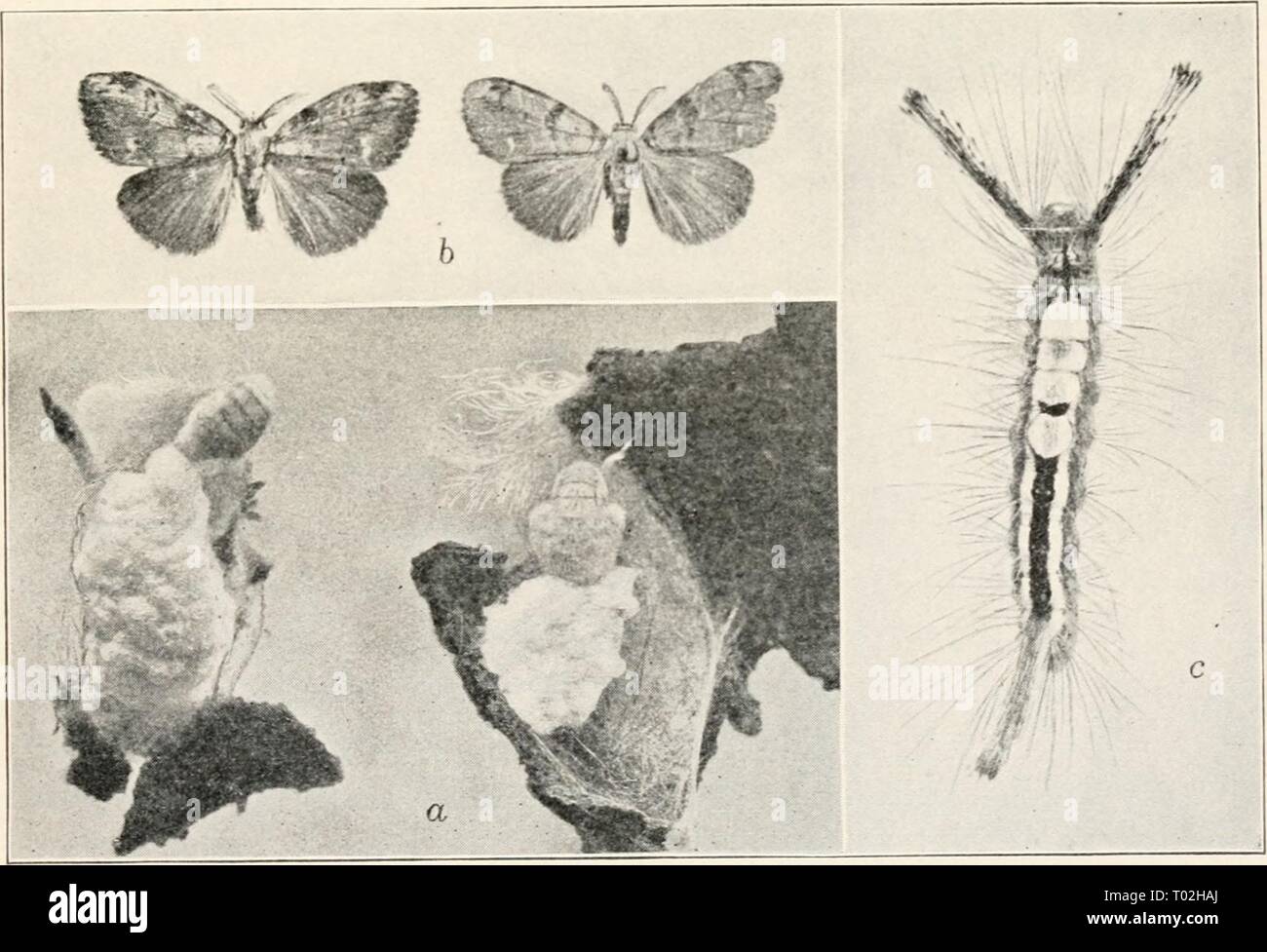 Elementary entomology . elementaryentomo00sand Year: [c1912] FlG. 319 ...