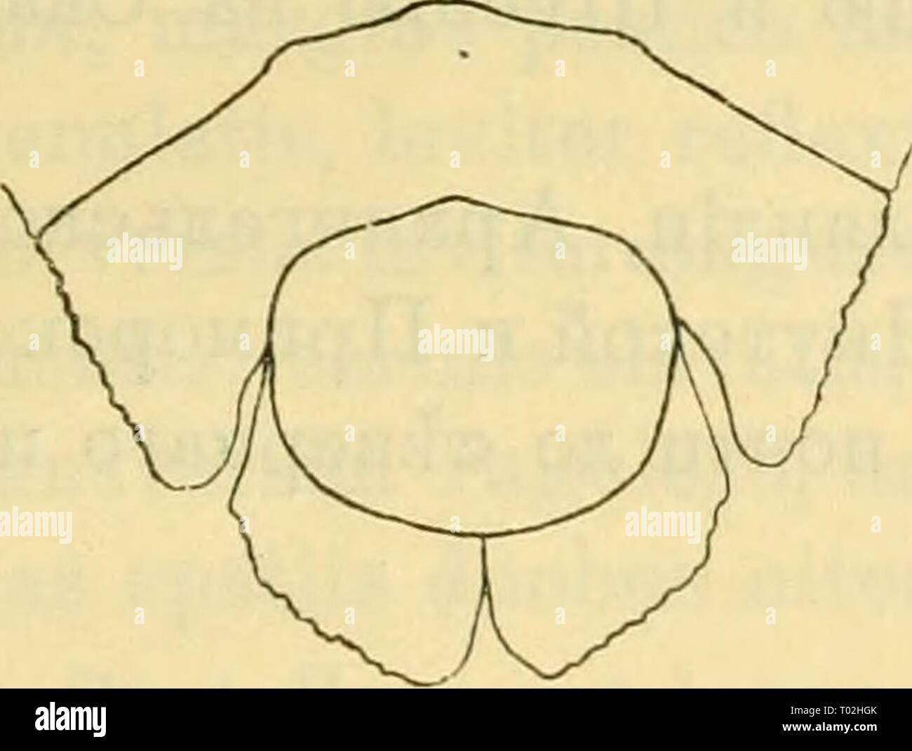 Aradidae hi-res stock photography and images - Alamy