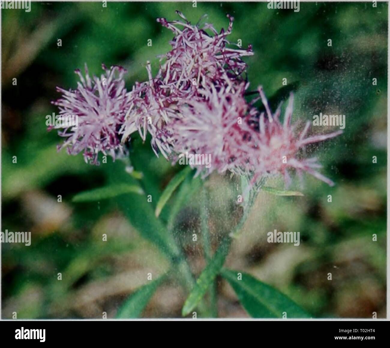 e er duo si zhi Stock Photo - Alamy