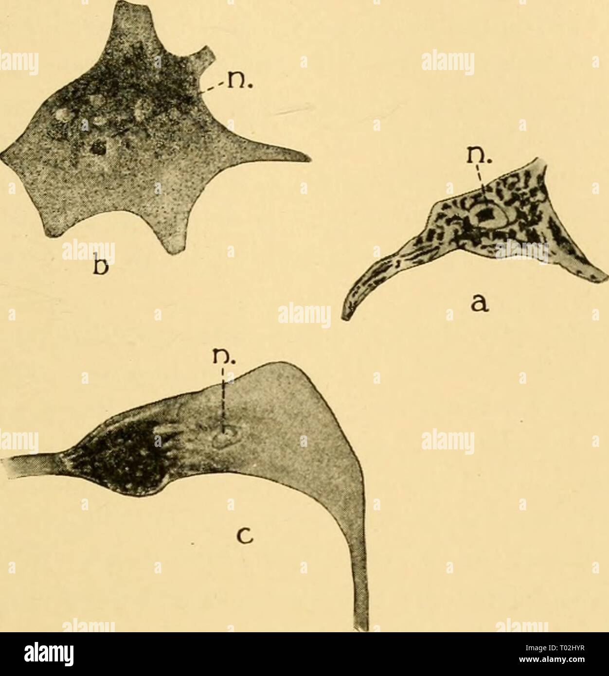 The effects of inanition and Stock Photo - Alamy