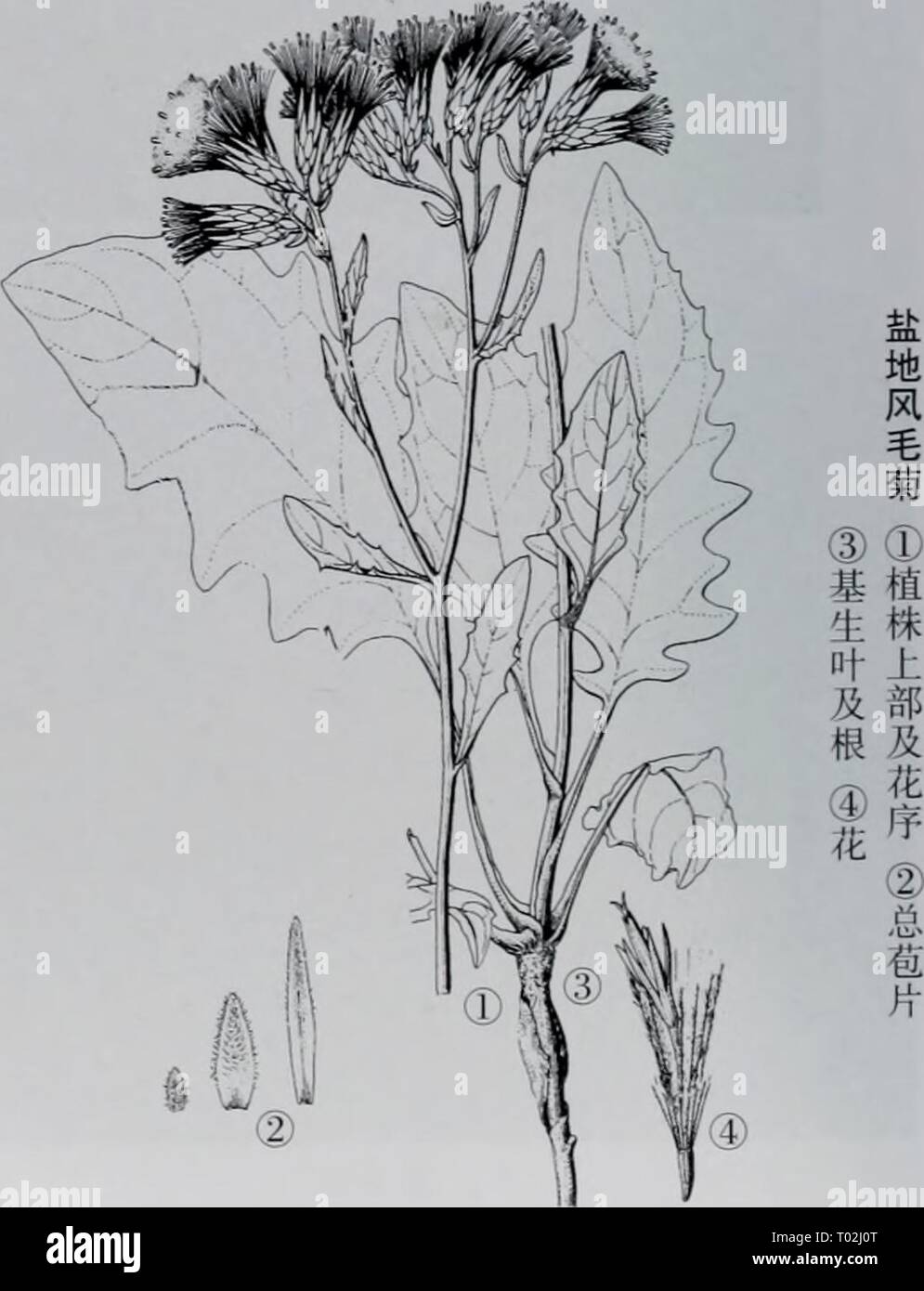 e er duo si zhi Stock Photo - Alamy