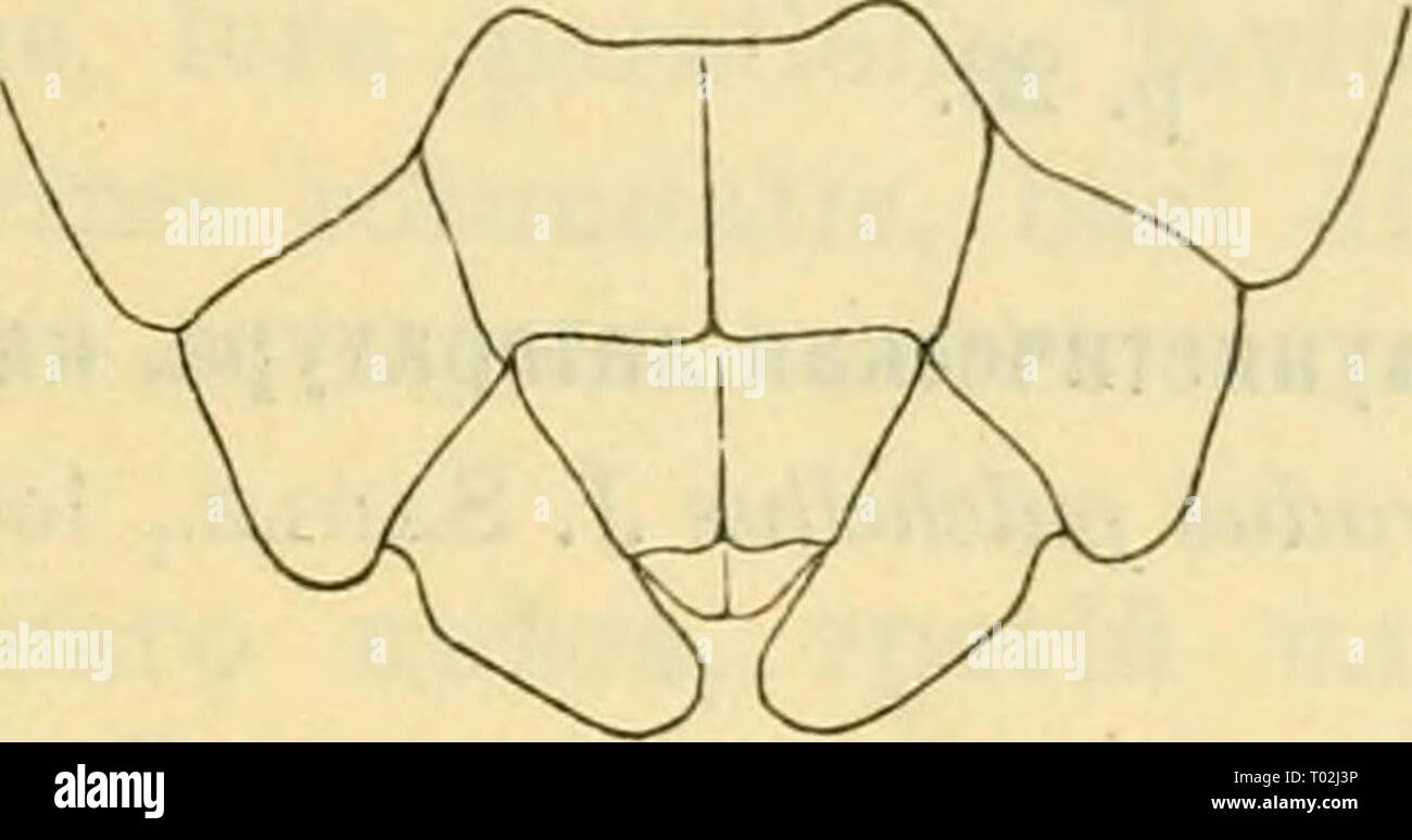 Dysodiidae hi-res stock photography and images - Alamy