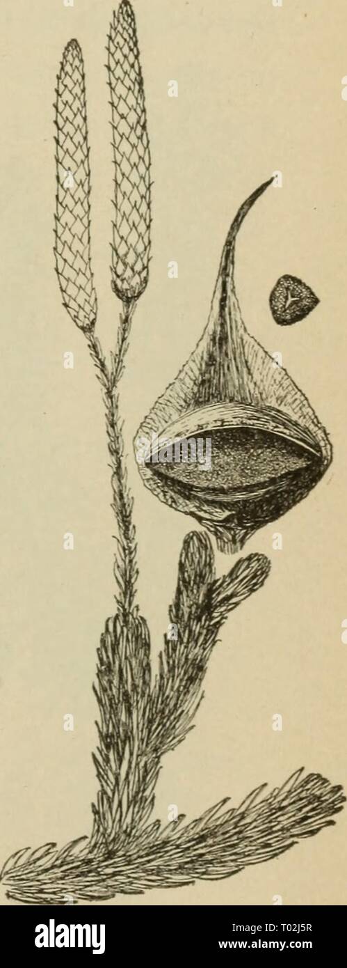 Clavate hi-res stock photography and images - Alamy