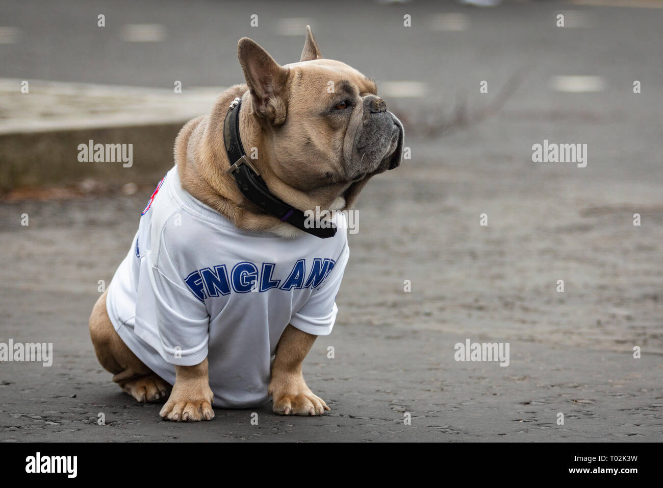News animals rugby hi-res stock photography and images - Alamy